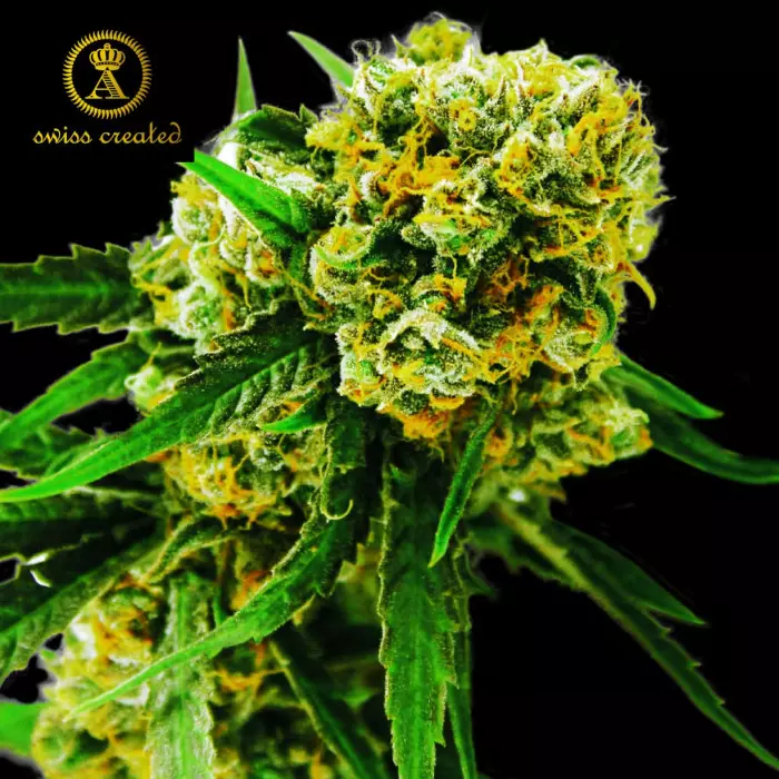Купити насіння коноплі Amnesia Haze auto fem (Anaconda Seeds)