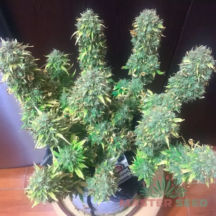 Купити насіння коноплі Satori auto fem (MASTER SEED)