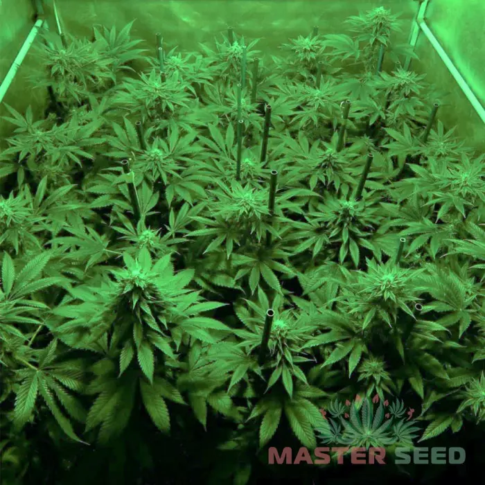 Купити насіння коноплі Afghan Kush fem (MASTER SEED)